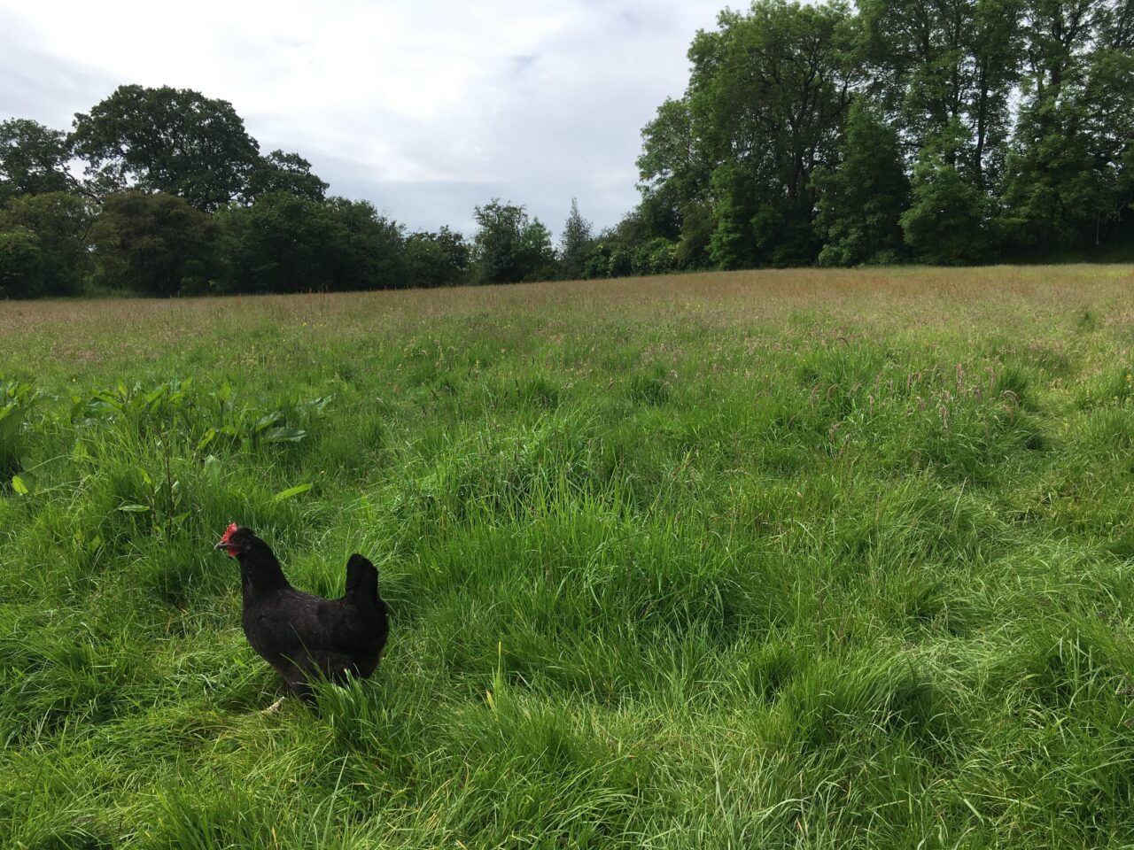 Rare Breed Poultry - Ty'n Y Llidiart